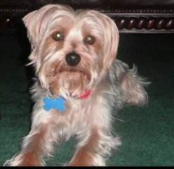 Fort Worth Postal Worker Accused of Killing Family Dog | kagstv.com